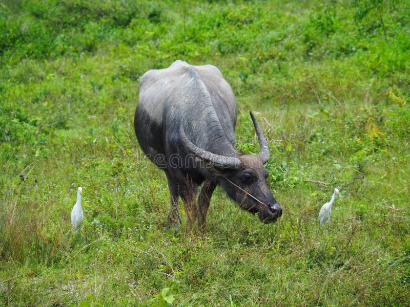 Buffalo feeds on pasture stock image. Image of raising - 99261449