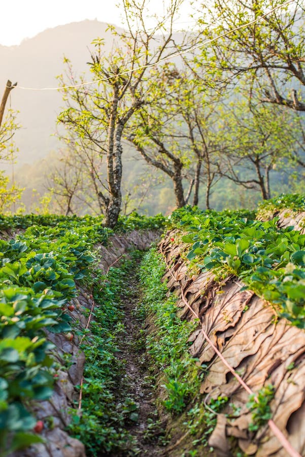 Thai Farming Strawberries Berries in Field Stock Photo - Image of lush ...