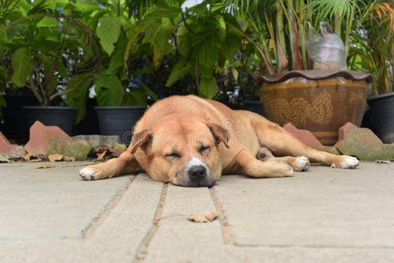 Thai Fat Strayed Dog is Sleeping on the Ground Stock Image - Image of ...