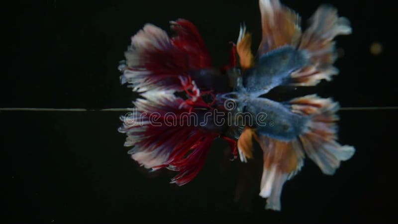 Two Thai Fighting Fish in White Background, Wallpaper Concept. Stock ...