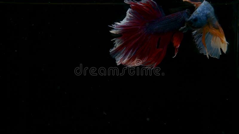 Two Thai Fighting Fish in White Background, Wallpaper Concept. Stock ...