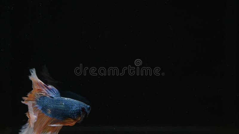 Two Thai Fighting Fish in White Background, Wallpaper Concept. Stock ...