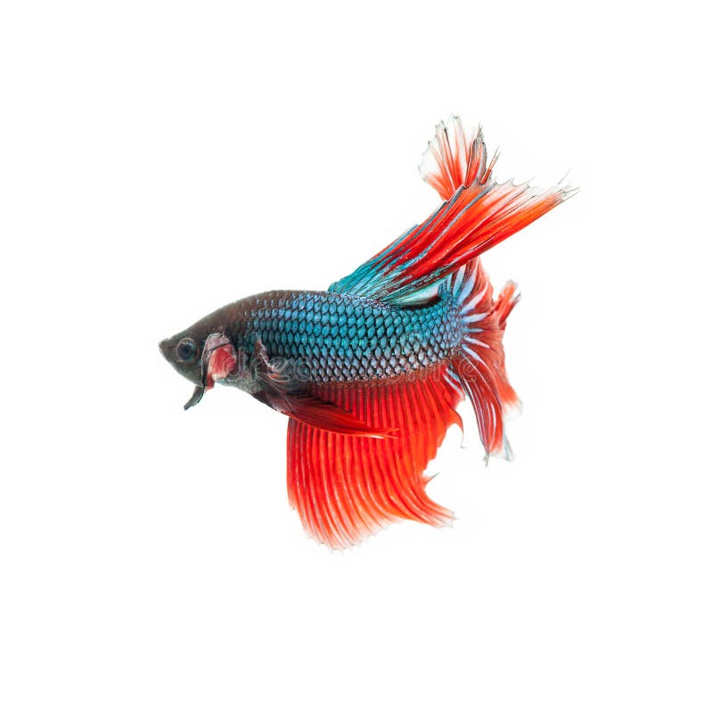 Thai Fighting Fish. Beautiful Colour Stock Photo - Image of betta ...