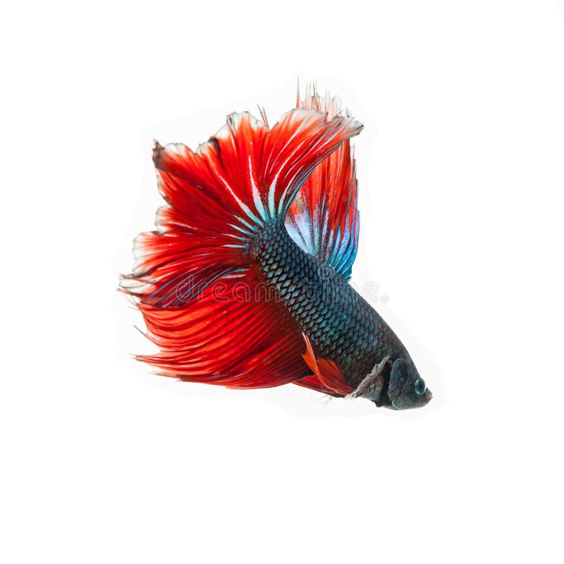 Thai Fighting Fish . Beautiful Color Stock Photo - Image of nature ...