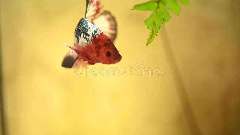 Two Thai Fighting Fish in White Background, Wallpaper Concept. Stock ...