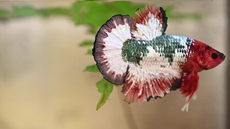 Two Thai Fighting Fish in White Background, Wallpaper Concept. Stock ...