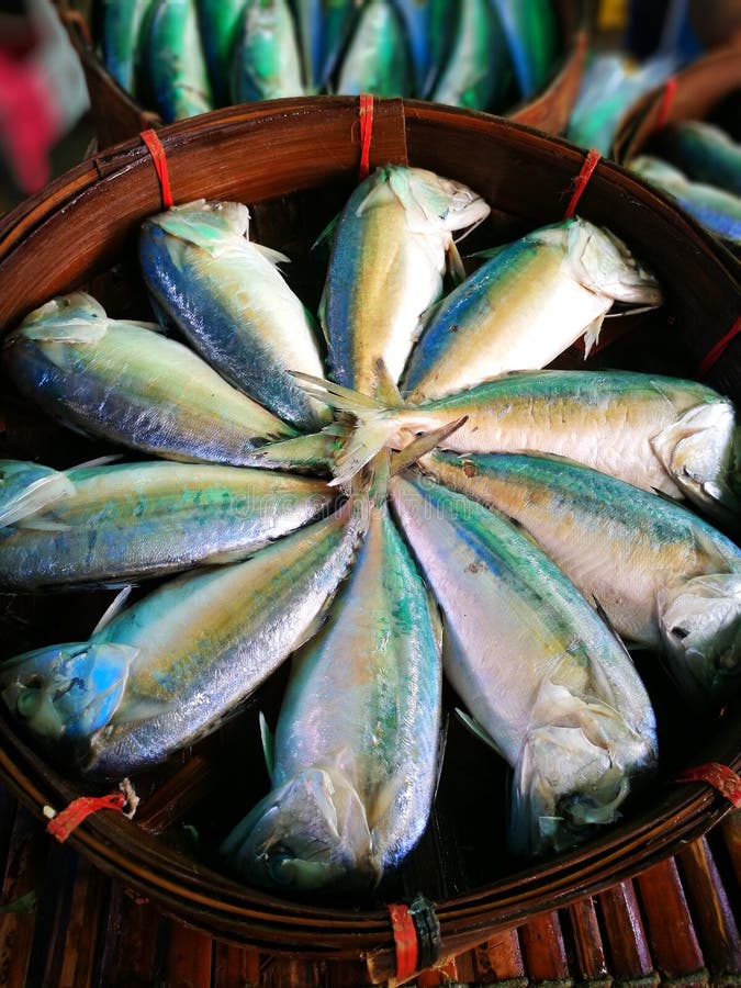 Thai fish good quality stock image. Image of fish, quality - 89385123