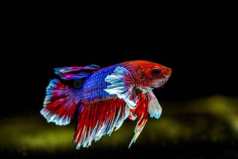 Thai Flag Siamese Fighting Fish Stock Photo - Image of royalty ...