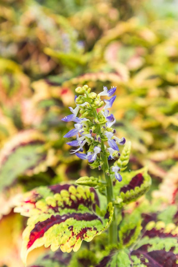 Thai Flow Flowers in Natural Light Stock Image - Image of blossom ...