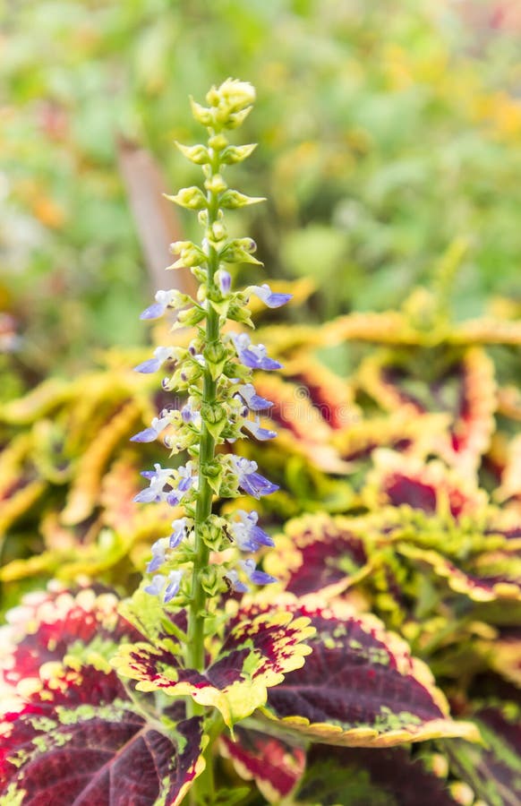 Thai Flow Flowers in Natural Light Stock Image - Image of vine ...
