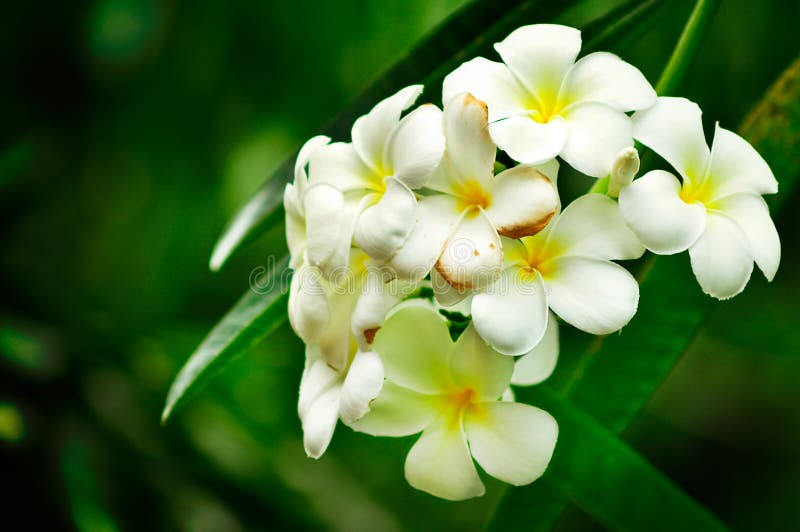 126 Peace Shape Name Stock Photos - Free & Royalty-Free Stock Photos ...