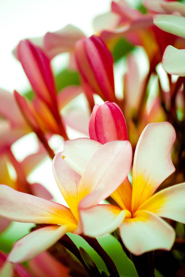 Thai flower stock photo. Image of beautiful, good, forest - 22063768