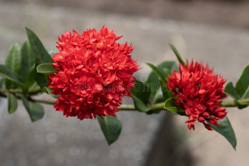 Thai Flower Needle Flowers, Bright Red Stock Image - Image of fresh ...