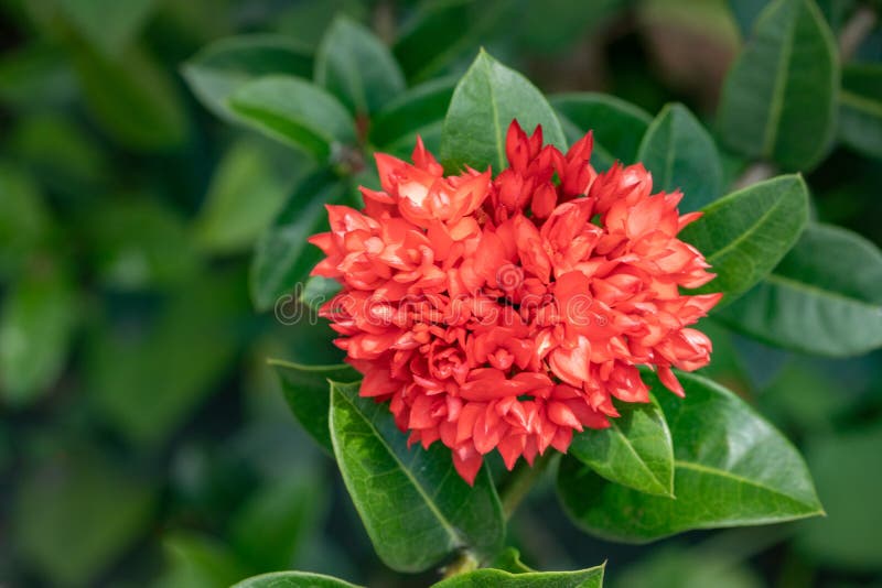 Thai Flower Needle Flowers, Bright Red Stock Image - Image of design ...
