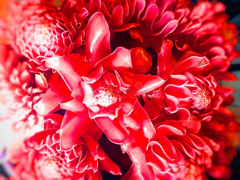 Thai Flowers are Bright Red and Beautiful Stock Photo - Image of tree ...