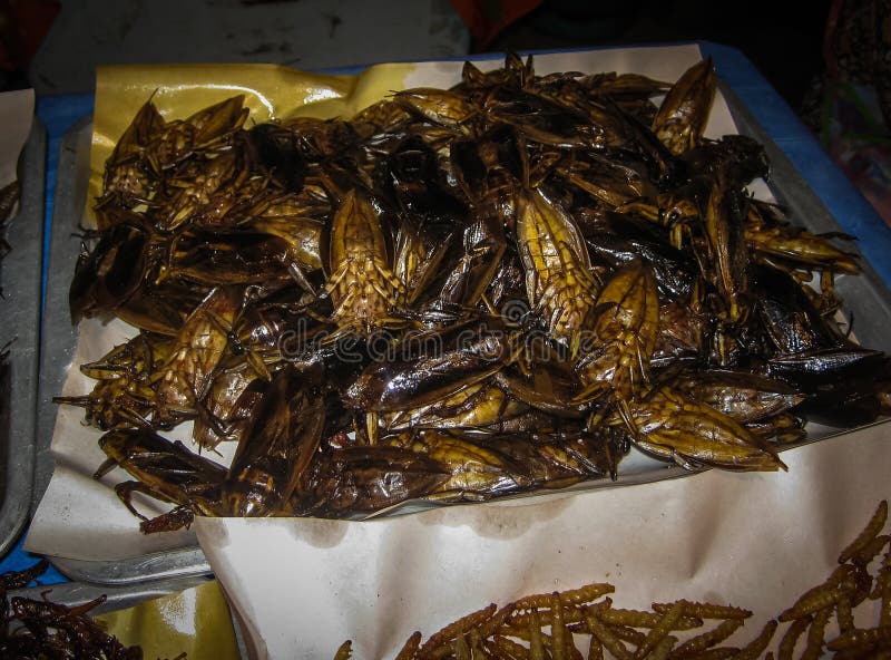 Cockroaches on the Thai Market Stock Image - Image of closeup, cuisine ...