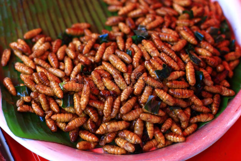 Thai food fried larvae stock image. Image of thailand - 57978465