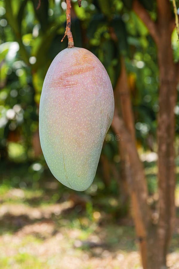 Thai fruit Mango stock image. Image of tropical, leaf - 299377131