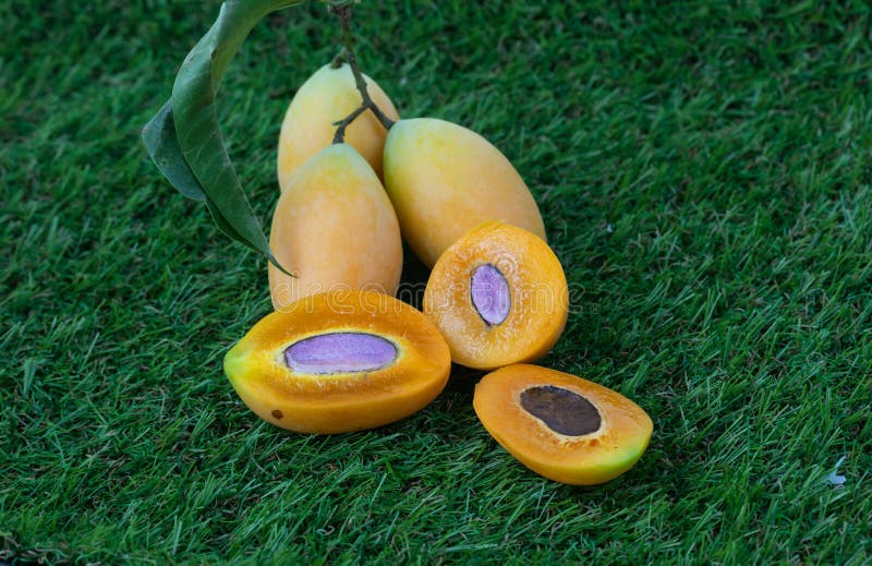 1,720 Fruit Maprang Stock Photos - Free & Royalty-Free Stock Photos ...