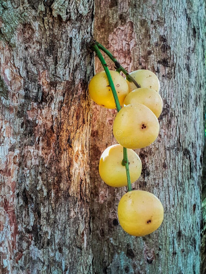 Thai Fruit Rambeh on the Rambi Tree Stock Image - Image of garden ...