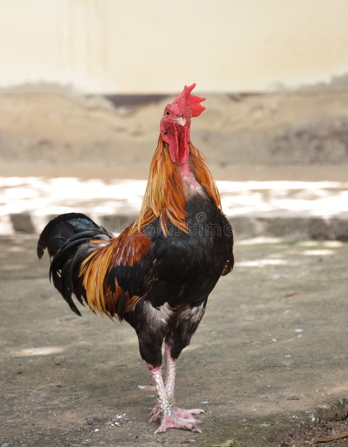 Crowing stock image. Image of boast, cockerel, swagger, crow - 69105