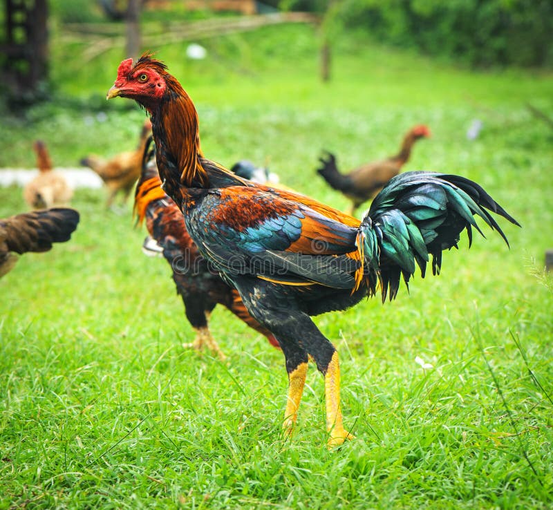 Gamecock. isolated stock photo. Image of male, copy, gamecock - 35699608