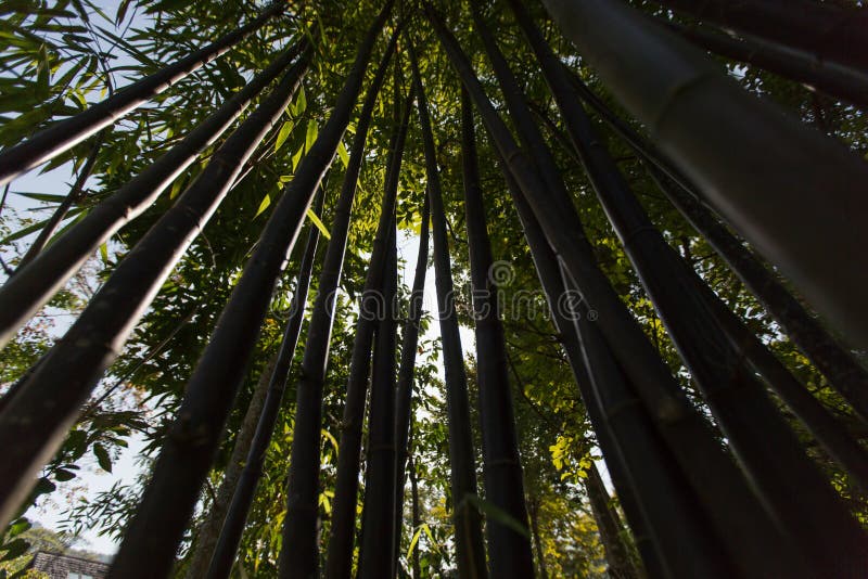 Thai Garden with Plants and Bamboo Trees Stock Photo - Image of ...