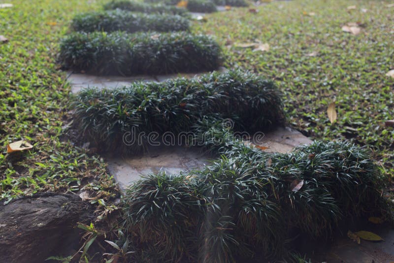 Thai Garden with Plants and Trees , Steps Stock Image - Image of ...