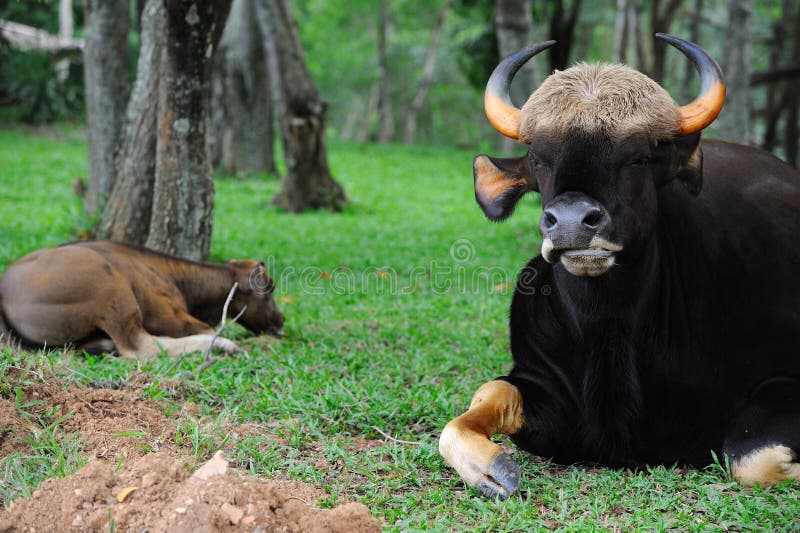 African Buffalo - Botswana stock image. Image of wildlife - 14697405