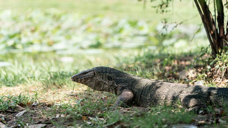 Thai Giant Water Monitor Lizard or Thai Water Monitor Stock Image ...