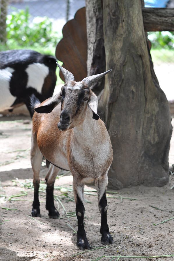 Thai Goat stock image. Image of grass, gaur, gaurus, wild - 21231565