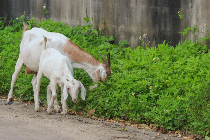 Thai Goats Eating Green Grass at Countryside Stock Image - Image of ...