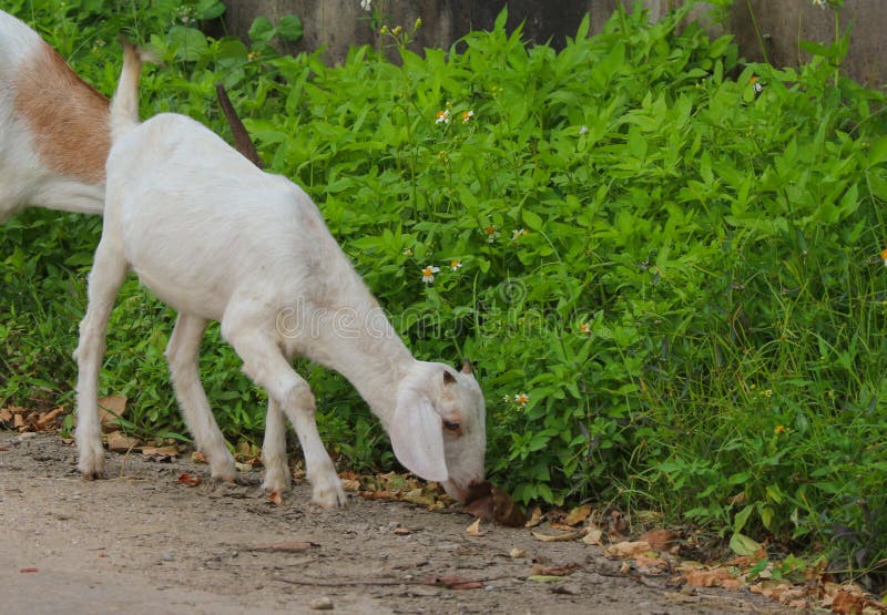 Thai Goats Eating Green Grass at Countryside Stock Photo - Image of ...
