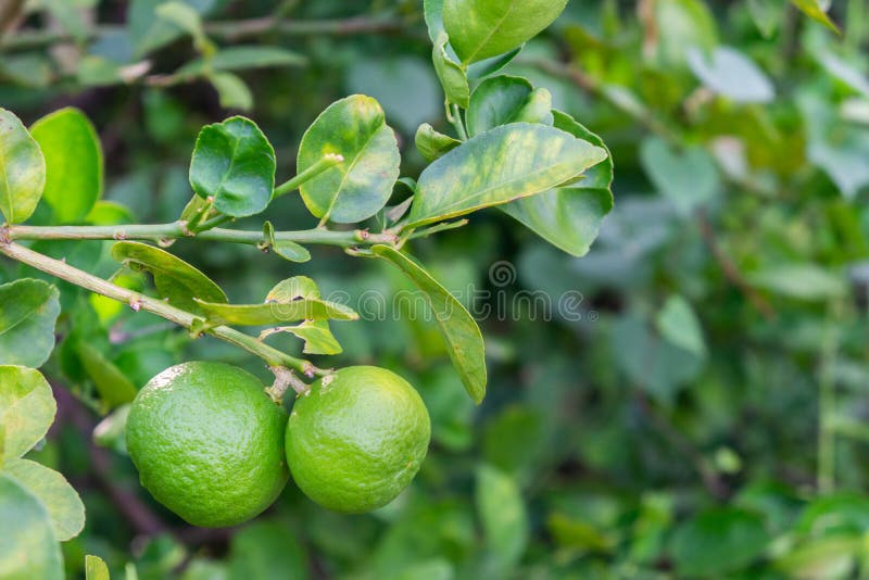 Thai green lemon Tree. stock image. Image of health - 197068165