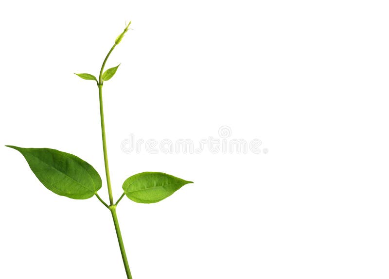 Thai herbs (Rang Chuet) stock photo. Image of ingredient - 27359590