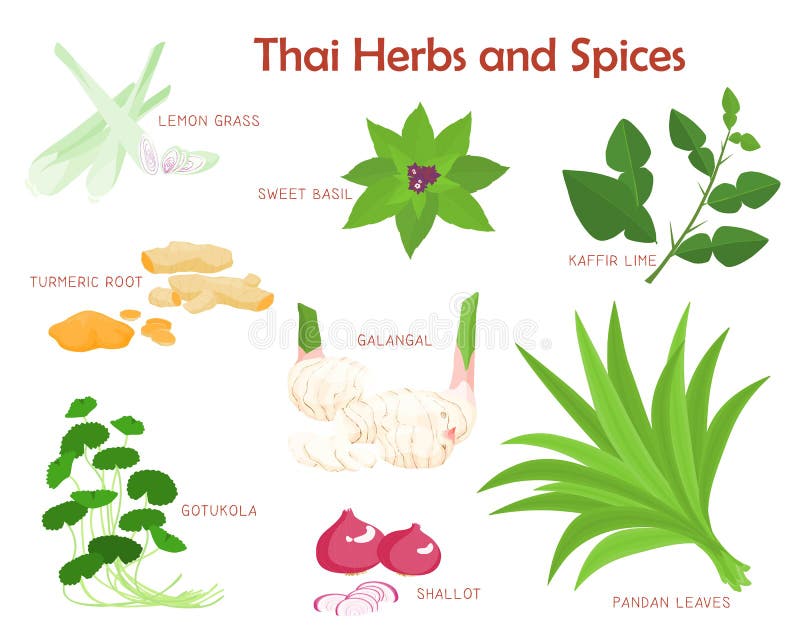 Thai Herbs and Spices Seasoning Illustration Stock Vector ...