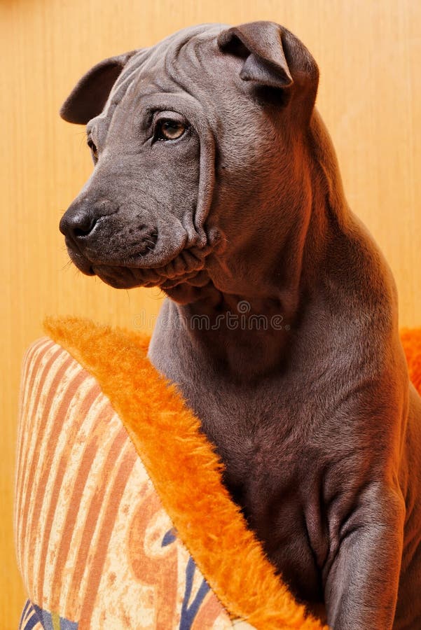 Thailändsk Ridgeback hund arkivfoto. Bild av hundar, thai - 11833636