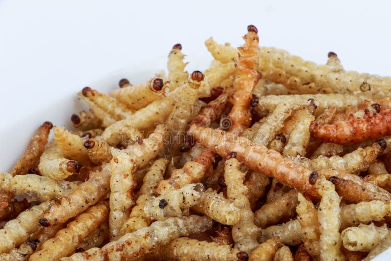 Thai Insects, Fried Insects Mealworms for Snack. Stock Photo - Image of ...