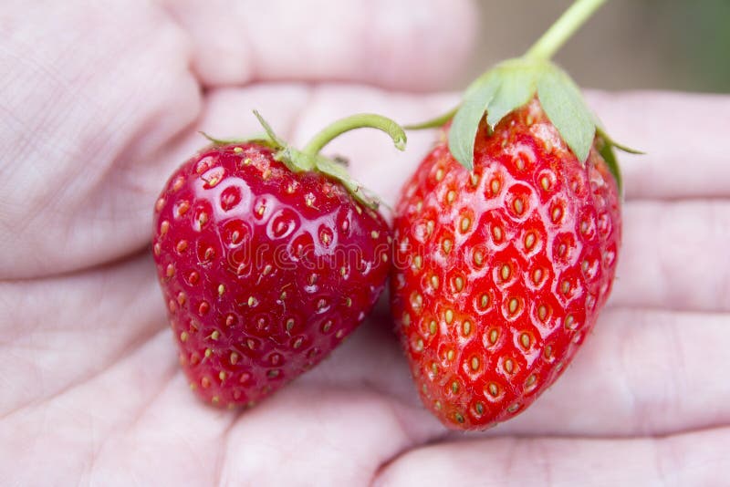 Japanese Strawberry Mochi or Ichigo Daifuku Stock Image - Image of ...