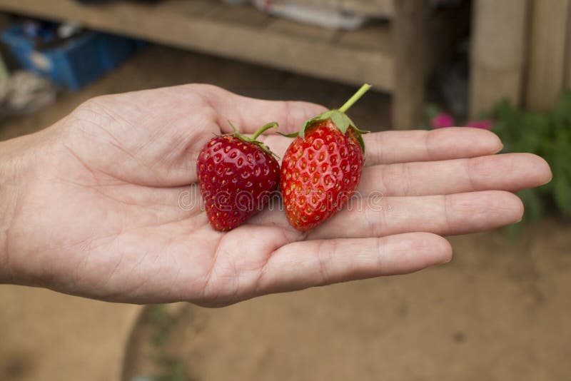 Japanese Strawberry Mochi or Ichigo Daifuku Stock Image - Image of ...