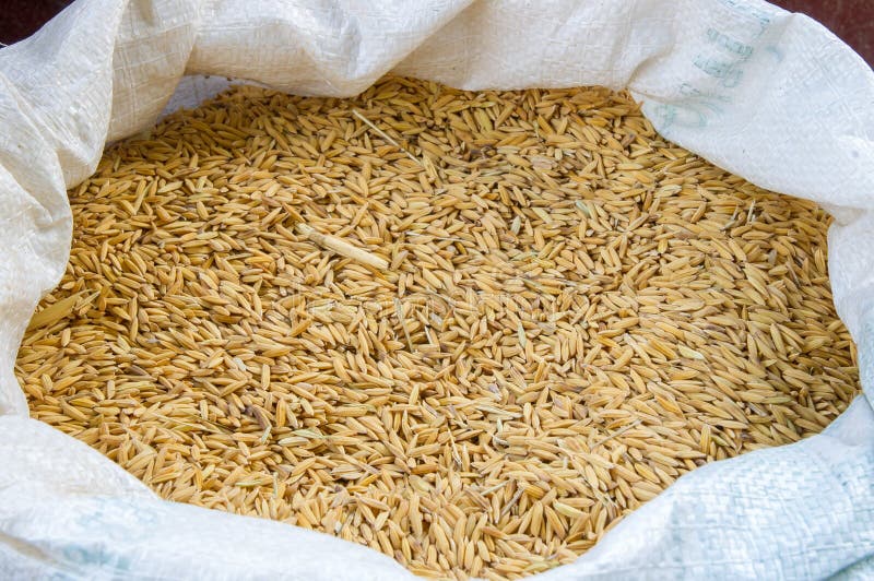 Thai jasmine rice stock image. Image of kitchen, dietary - 40602657