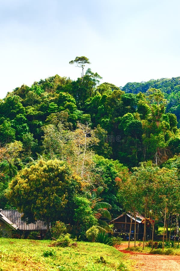 Thai Jungle stock photo. Image of green, light, jungle - 35379626