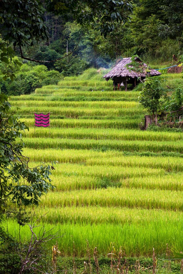 Thai jungle rice paddy stock image. Image of beautiful - 25326653
