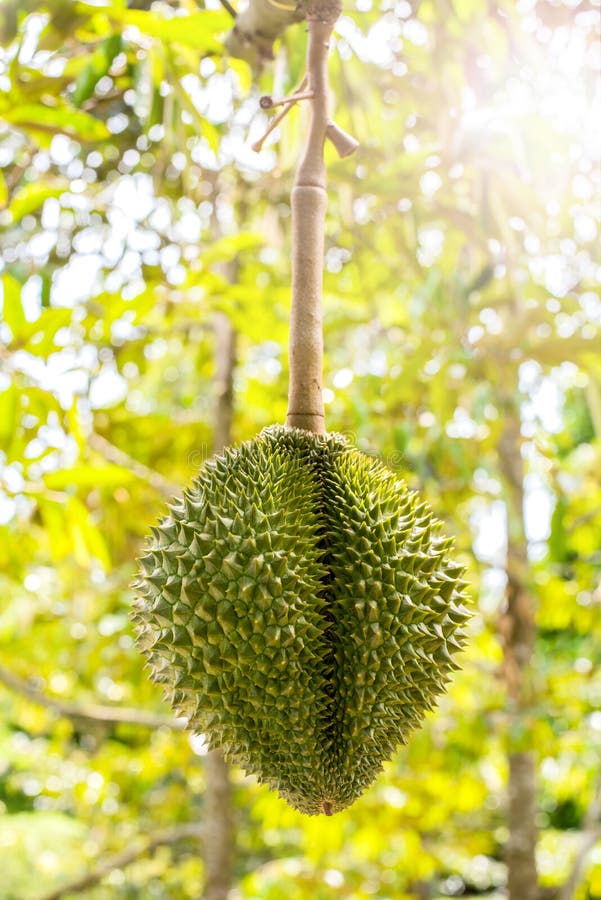 4,554 Thai King Fruit Stock Photos - Free & Royalty-Free Stock Photos ...