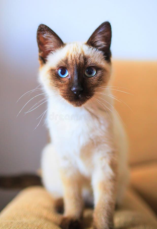 Classic Siamese Cats Stock Photos - Free & Royalty-Free Stock Photos ...