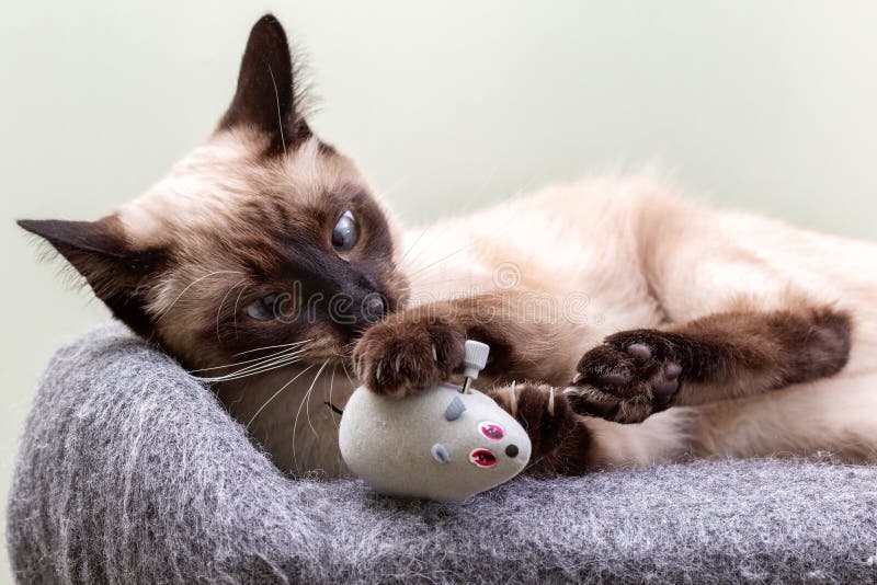 Clockwork Mouse Stock Photos - Free & Royalty-Free Stock Photos from ...