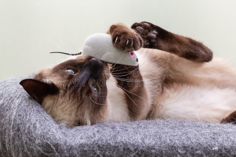 Clockwork Mouse Stock Photos - Free & Royalty-Free Stock Photos from ...