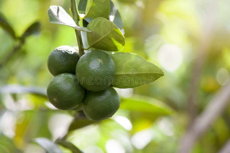 Thai lemon on tree. stock photo. Image of leaves, field - 111281134