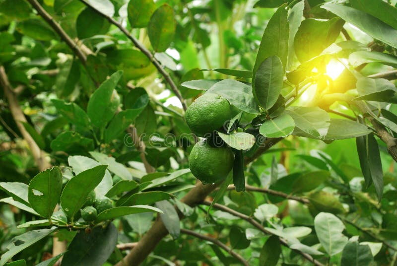 272 Baby Lemon Tree Photos - Free & Royalty-Free Stock Photos from ...