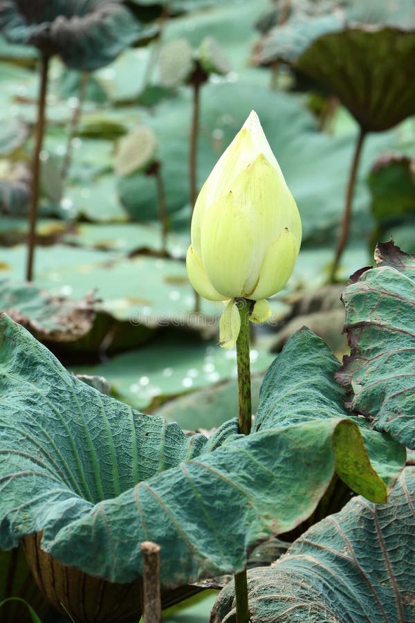 Thai lily flower blooming stock image. Image of nature - 57799239
